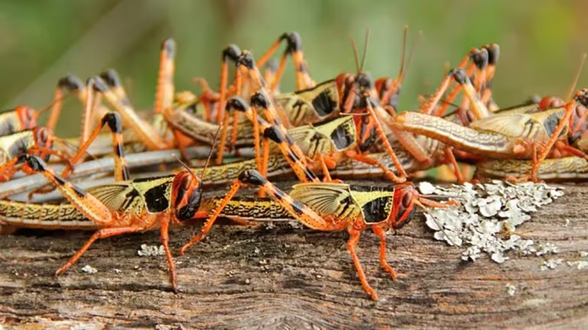 Plaga de langostas: ¿qué significa alerta hasta 2025?