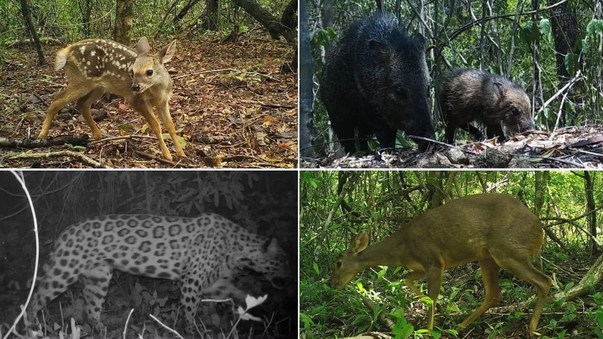 Parque Nacional Calilegua compartió imágenes de 9 especies