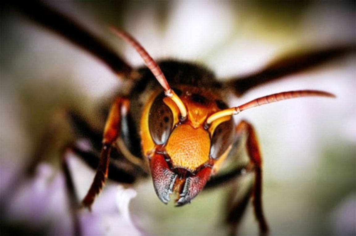 Animales poco conocidos pero sumamente mortíferos