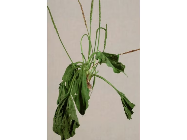 Todo sobre El Llantén, la planta que ayuda a dejar de fumar