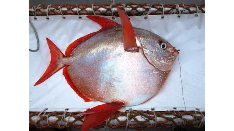 Luna real, el primer pez de sangre caliente