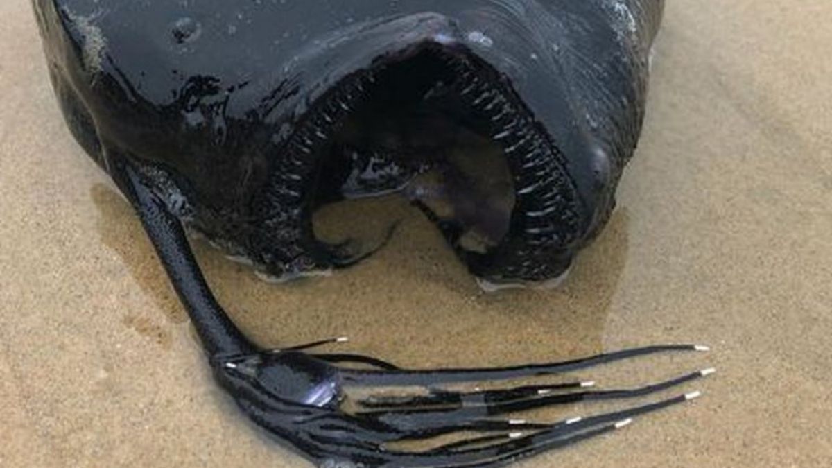 Monstruoso pez fue encontrado en las costas de California