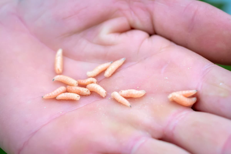 ¿Por qué hay gusanos blancos en casa y cómo eliminarlos?