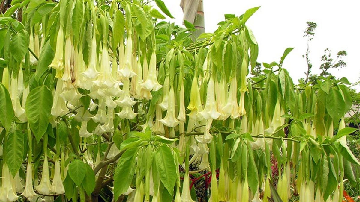 Mitos y verdades sobre la burundanga o escopolamina