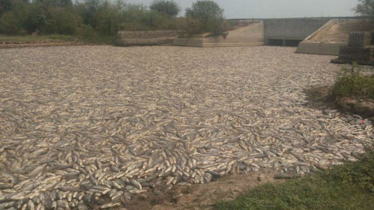 Formosa: sorprende la muerte de miles de peces