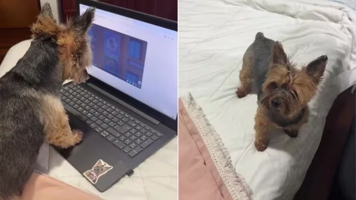 Es viral: una perrita maneja la computadora y su dueña registra sus ...