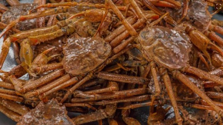 Alaska: muerte masiva de cangrejos por la suba de la temperatura del agua