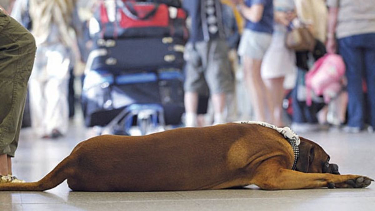 ‘Perros narcos’ llevan cocaína de México a Italia