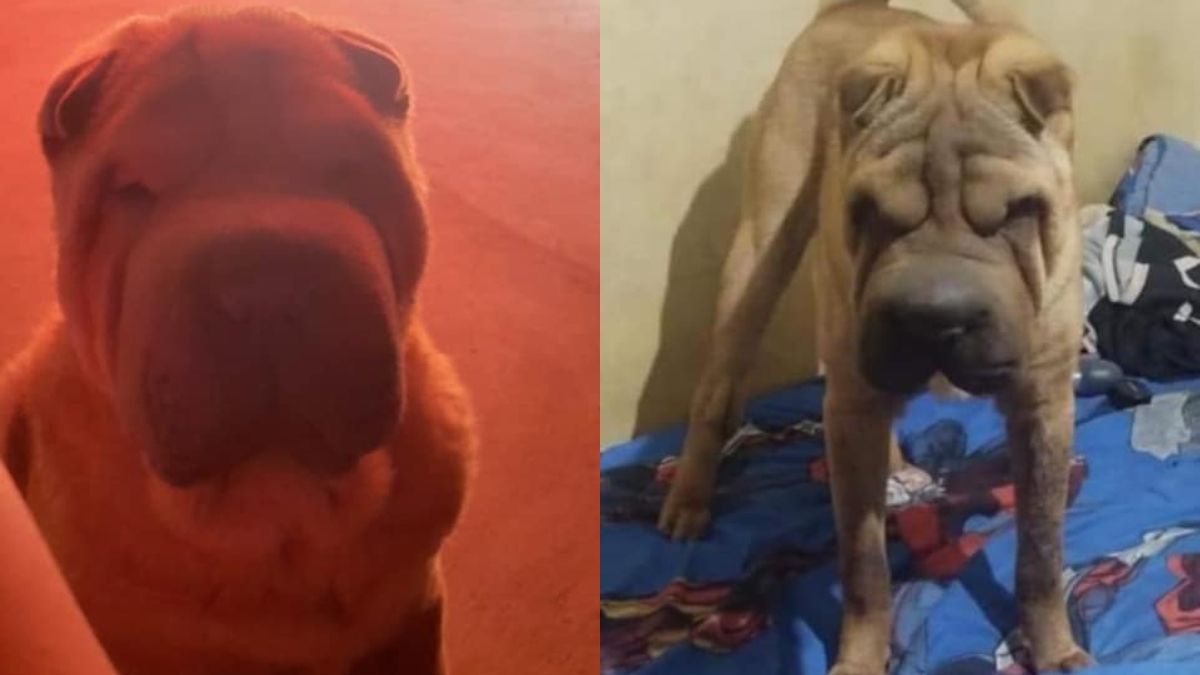 Exhumarán el cuerpo del perro que fue mutilado en Alto Comedero Exhumarán el cuerpo del perro que fue mutilado en Alto Comedero