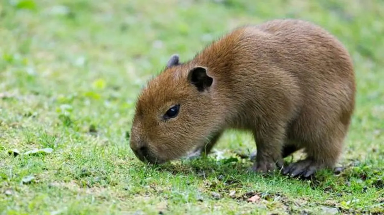Por qué el carpincho o capibara es el animal más amistoso del mundo