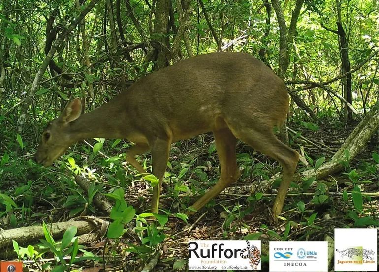 Parque Nacional Calilegua compartió imágenes de 9 especies