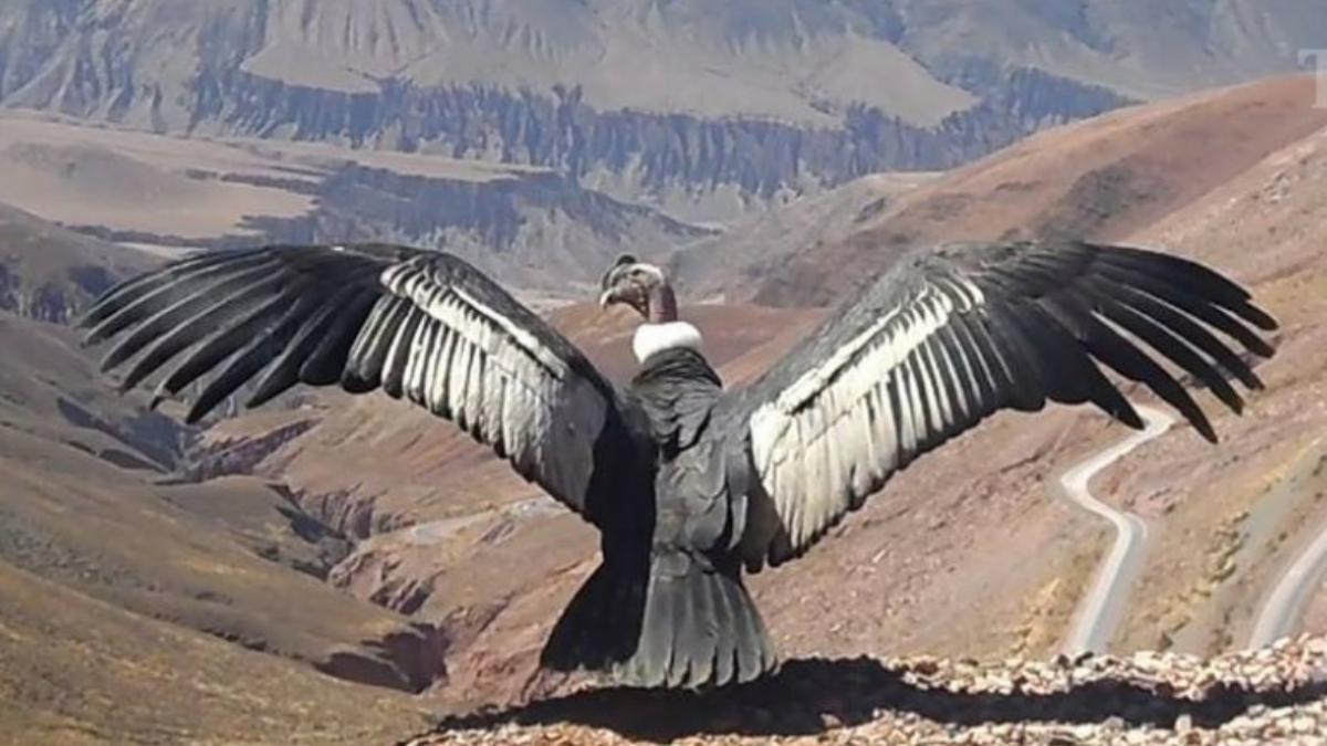 El cóndor andino fue declarado Monumento Natural Provincial