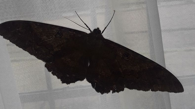 Alimañas: ¿Qué significa una mariposa negra en la casa?