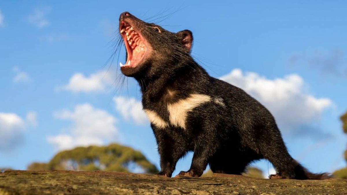 Los diablos de Tasmania regresaron a Australia
