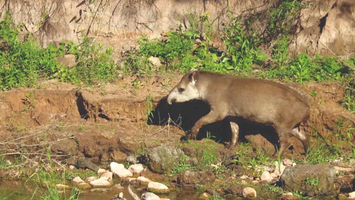 El Tapir fue declarado Monumento Natural Provincial