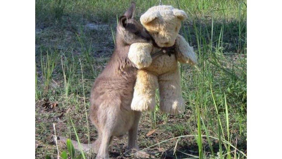El canguro huérfano que conmueve al mundo