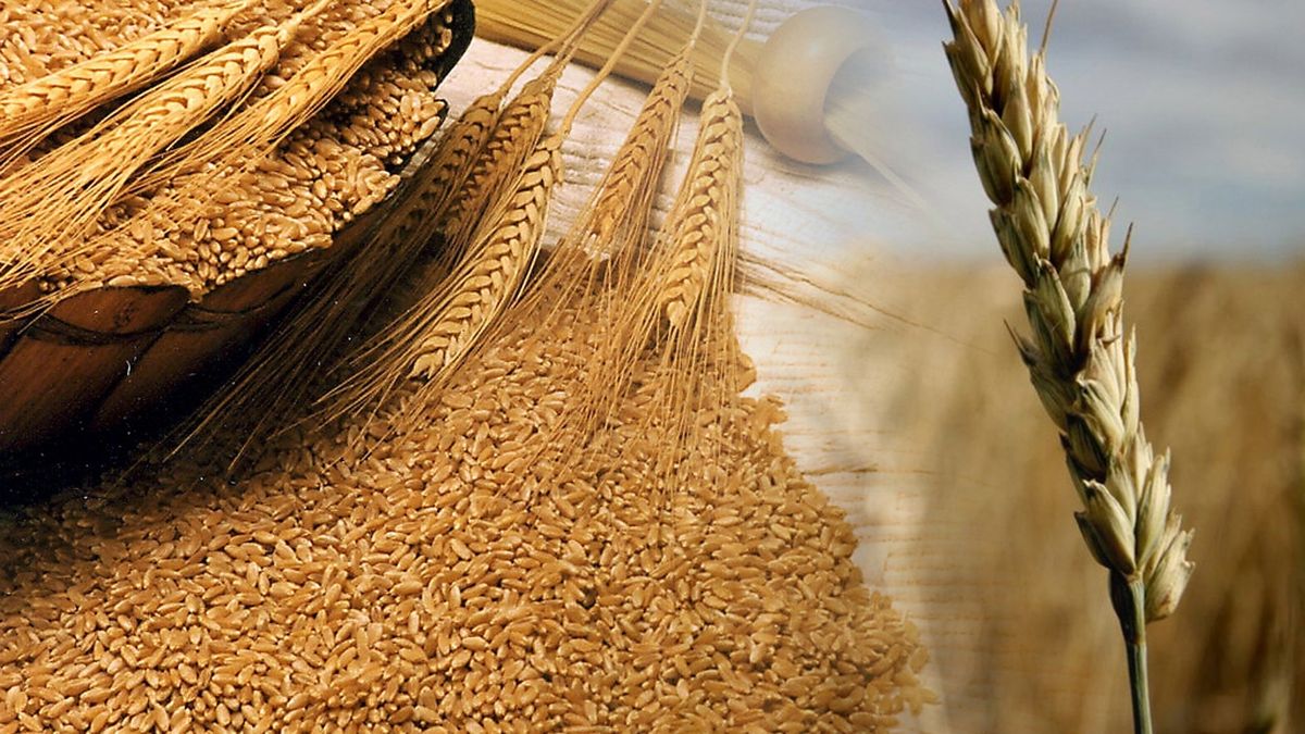 Desde enero podrán exportar 1 millón de toneladas de trigo