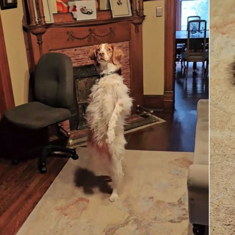 El perro que camina igual que una persona y es viral en TikTok