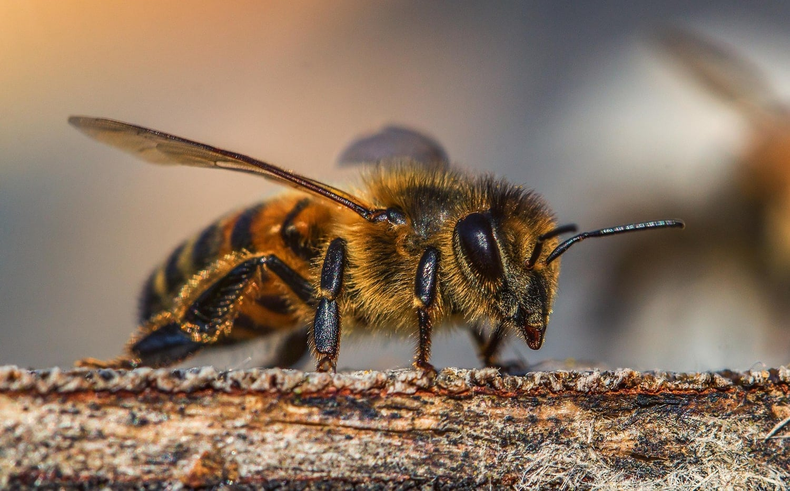 ¿Por qué la abeja es el ser vivo más importante del mundo?