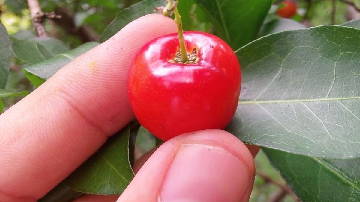 Acerola, la fruta con mayor cantidad de vitamina C del mundo