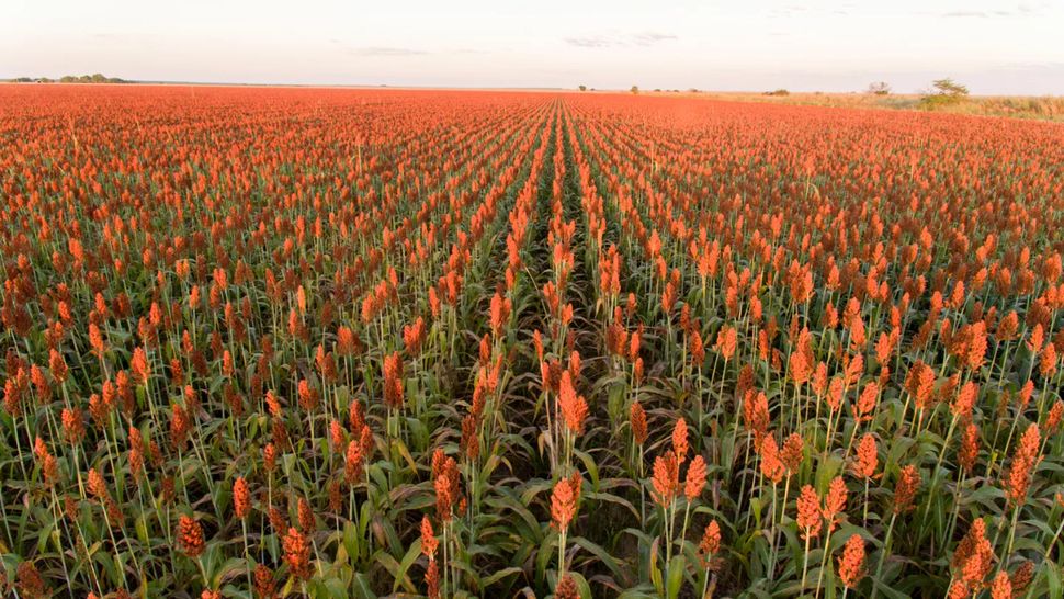 Sorgo: el grano que tiene diez veces más calcio que la leche