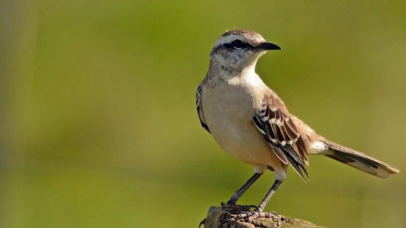 El significado oculto de la calandria cuando canta cerca tuyo