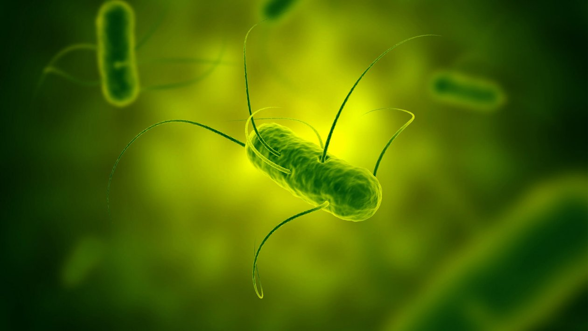 Consejos claves para evitar el contagio de salmonella