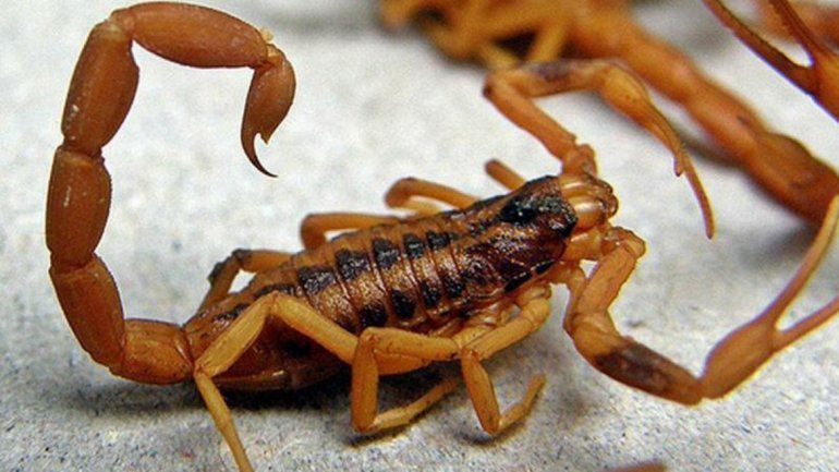 Alacrán: recomendaciones y características para evitar picaduras