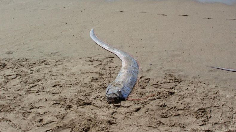 Apareció un pez muerto en California que presagia el fin del mundo