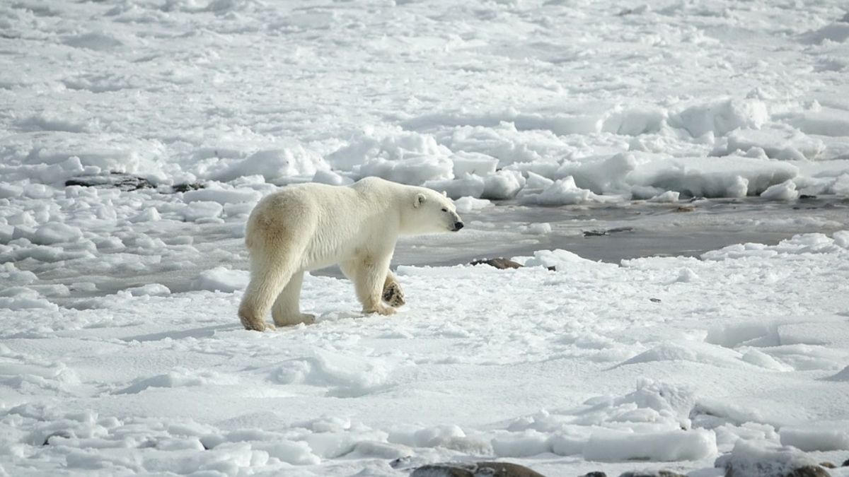 Video: grabaron por primera vez un oso polar cazando un reno