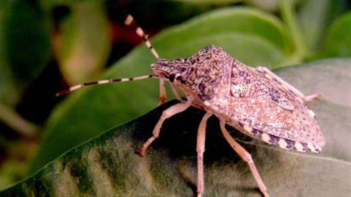 Por qué te dejan feo olor las juanitas o chinches hediondas