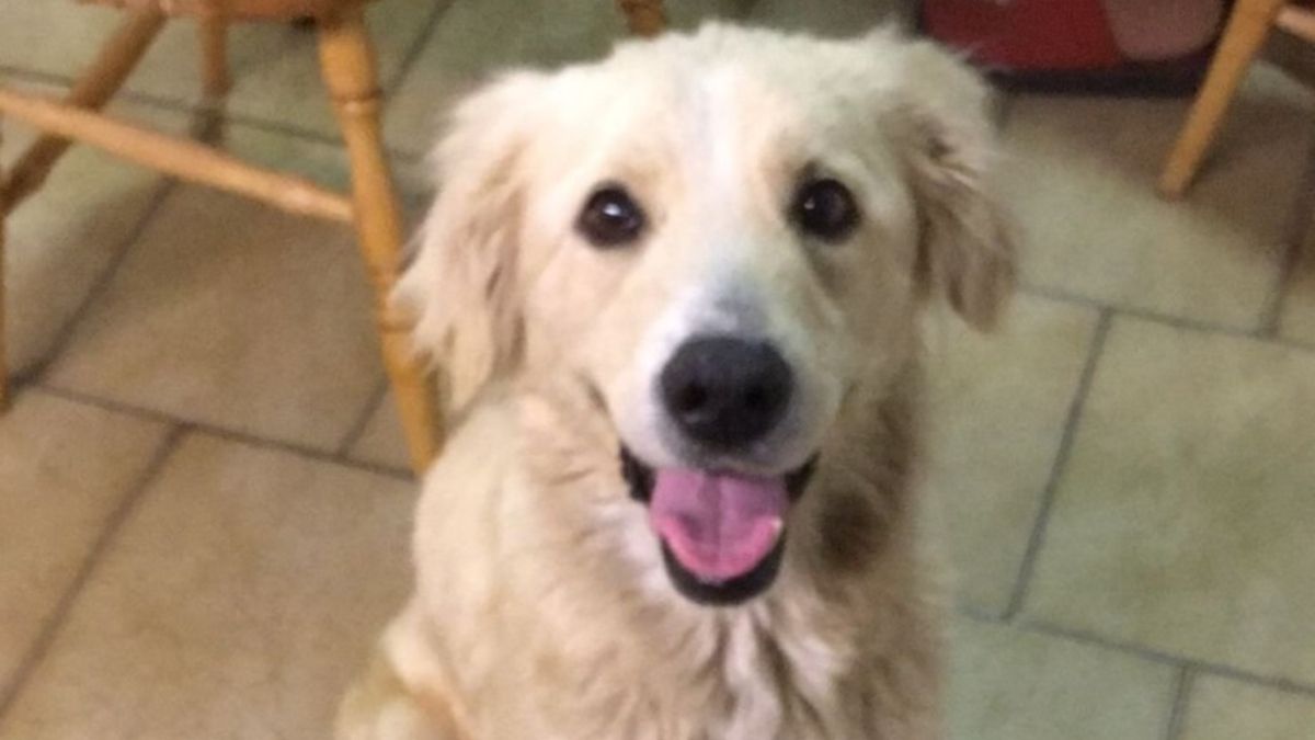 Denuncian a tres jóvenes por darle fernet a un perro