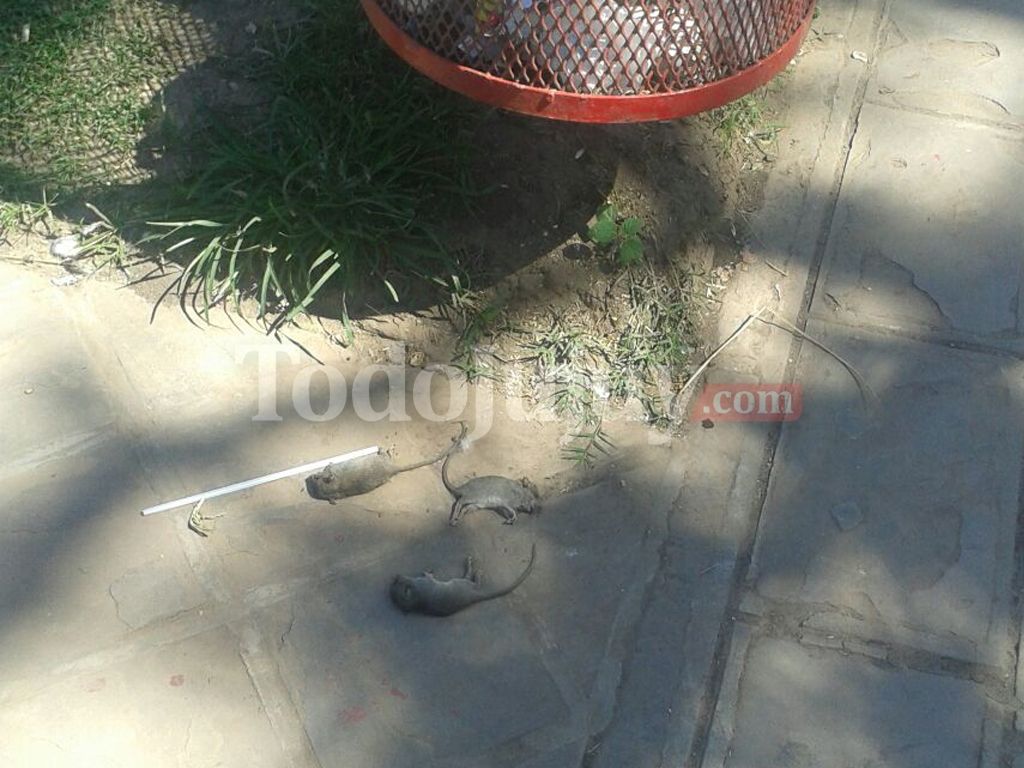 Ratas muertas en plaza Belgrano
