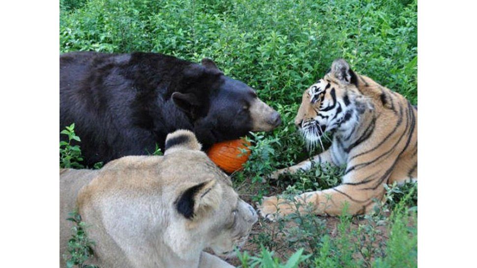 Insólita amistad entre un oso, un león y un tigre