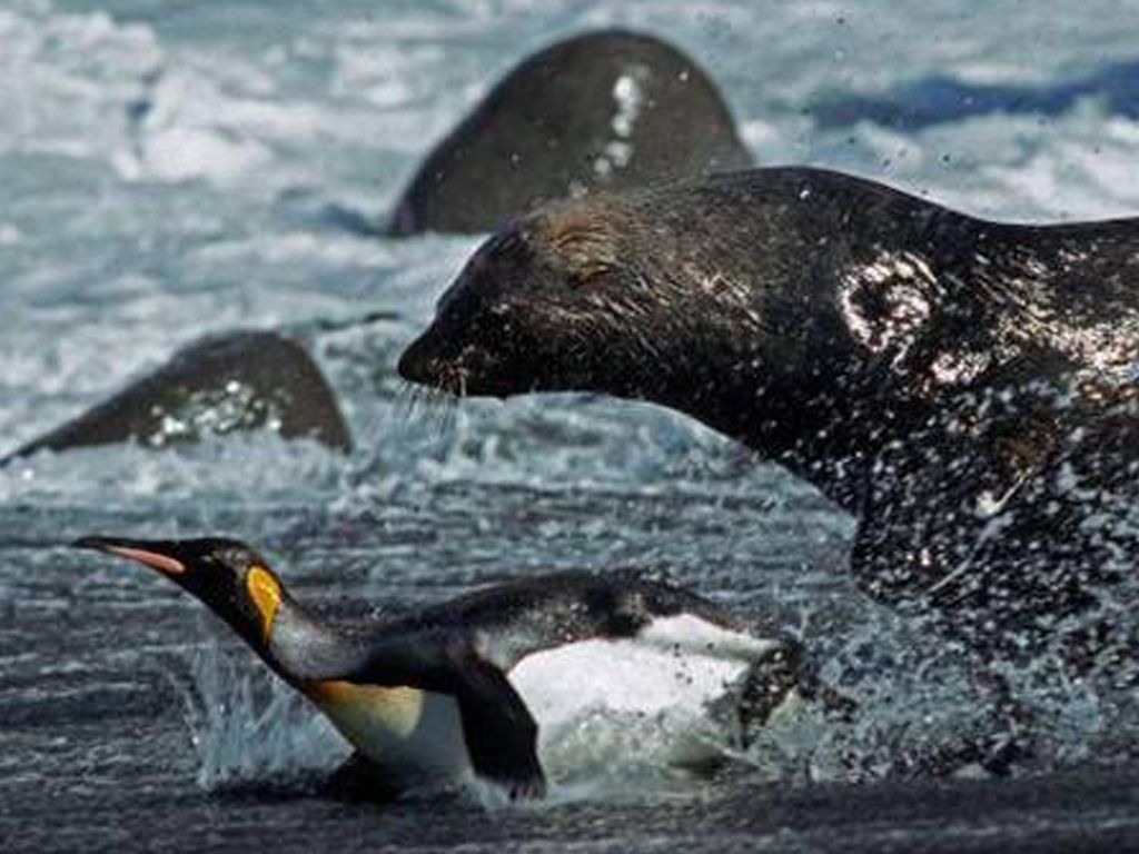 ¿Por qué hay focas que quieren copular con pingüinos?