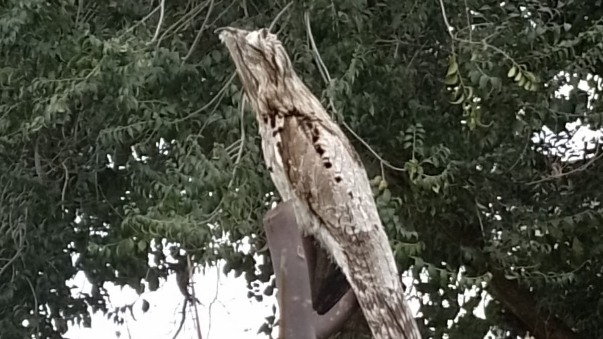 Kakuy, el ave fantasma que apareció en Jujuy