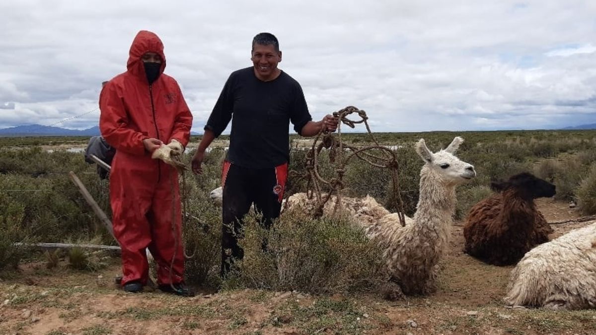 Temporal: 12 llamas fueron rescatadas en plena Puna jujeña