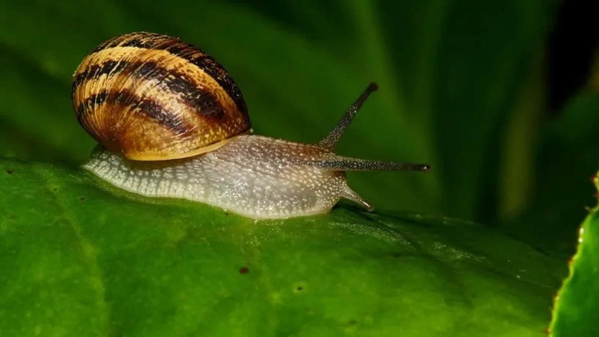 ¿Qué significa encontrar un caracol en el hogar?