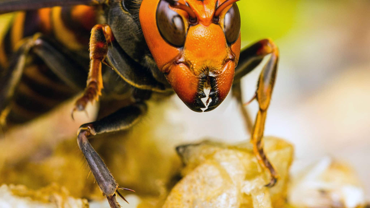 Estados Unidos: alerta por la llegada de un insecto mortal