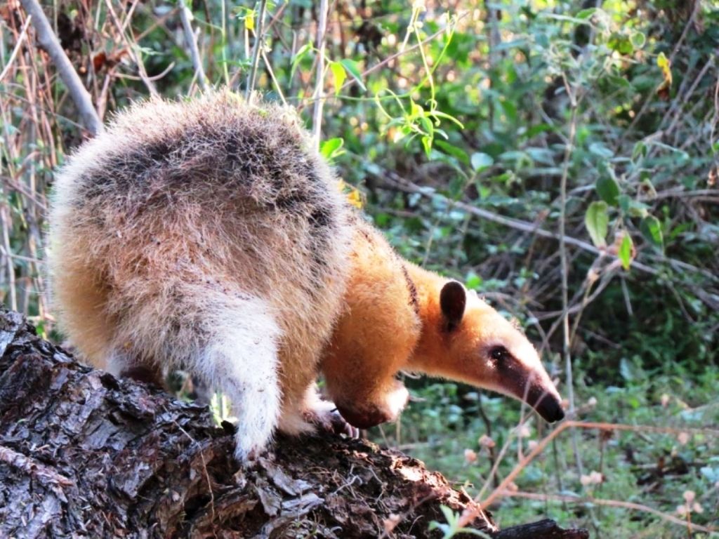 Gestión ambiental recuperó y liberó un oso melero