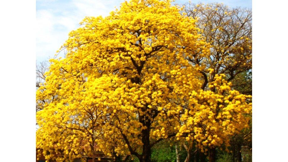 Lapachos adornan la ciudad y localidades del interior