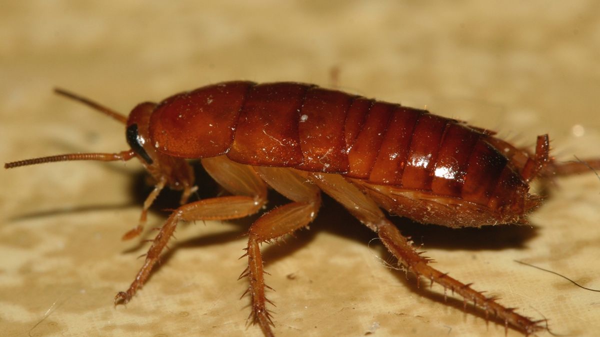 Las Cucarachas tienen personalidad