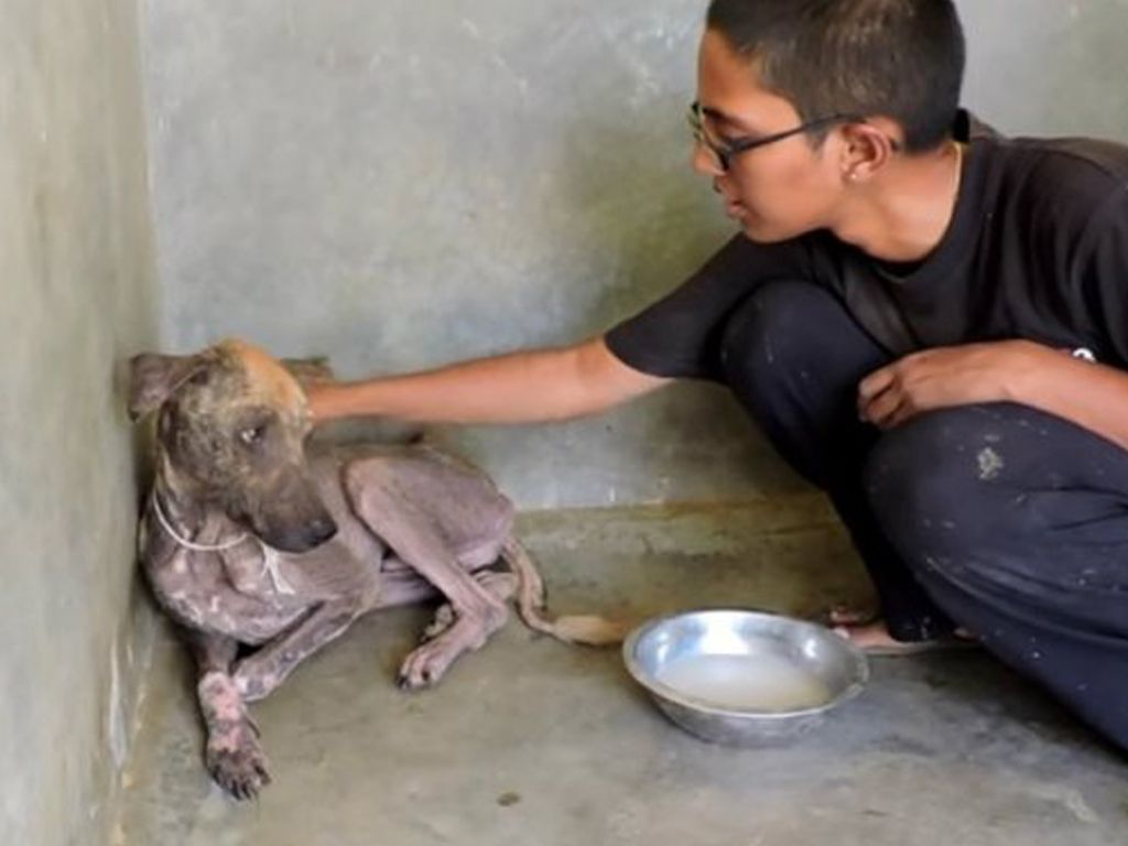 Mira la transformación del perro rescatado en la India