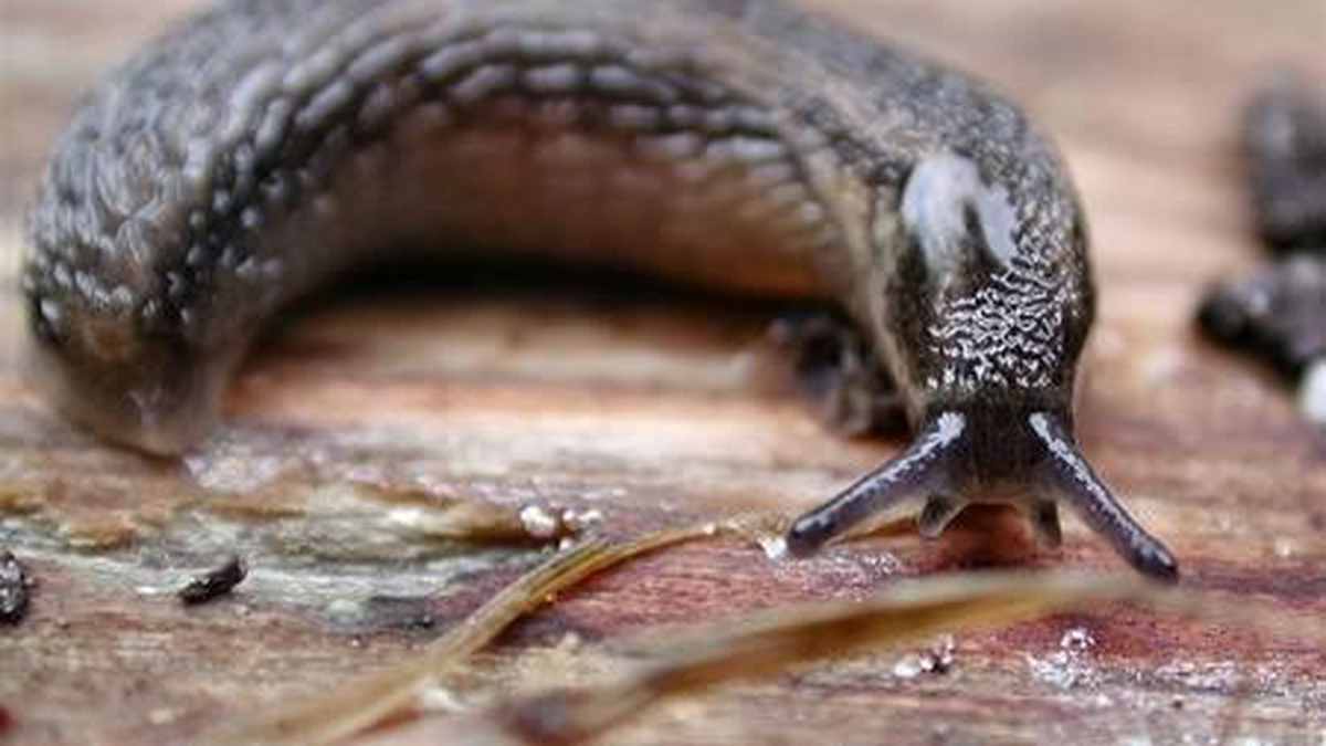 ¿Qué significado espiritual tiene ver a una babosa en tu casa?