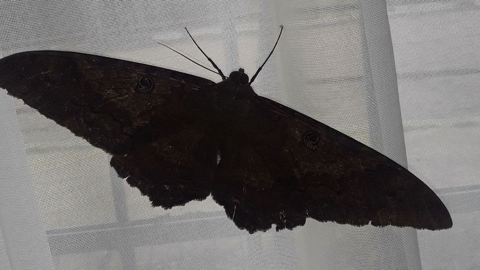 Alimañas: ¿Qué significa una mariposa negra en la casa?