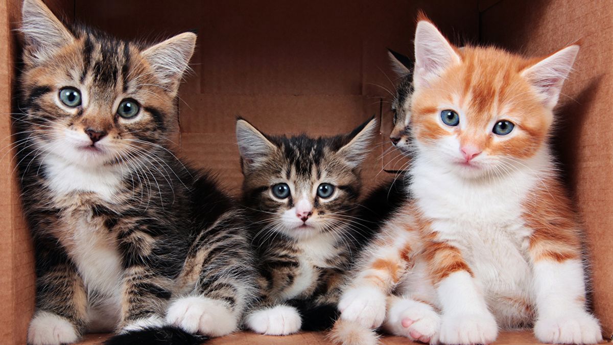 Hoy es el Día Internacional del Gato: conocé los beneficios de tener ...