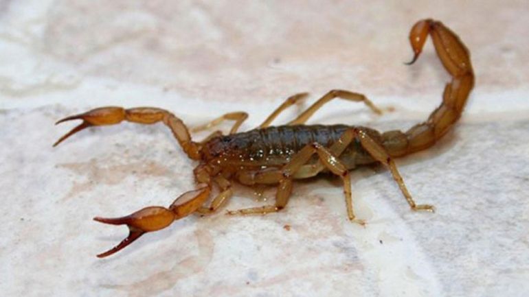 ¿Cuáles son las diferencias entre alacrán y escorpión?