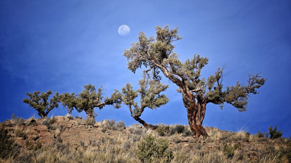 Proyecto Queuña: el árbol de la Puna que buscan recuperar