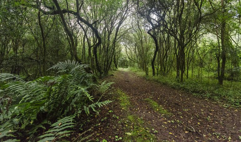 Así son los mejores 5 bosques de Argentina: ¿Dónde quedan?
