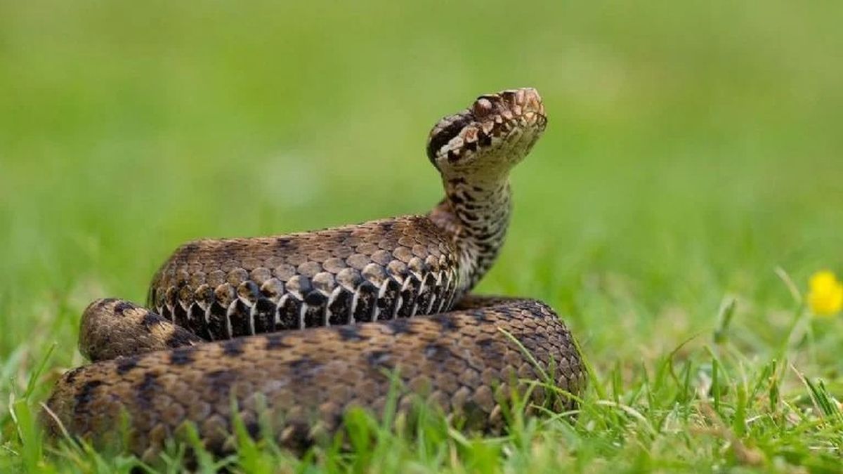 Alimañas: cómo ahuyentar a una serpiente que entró a la casa